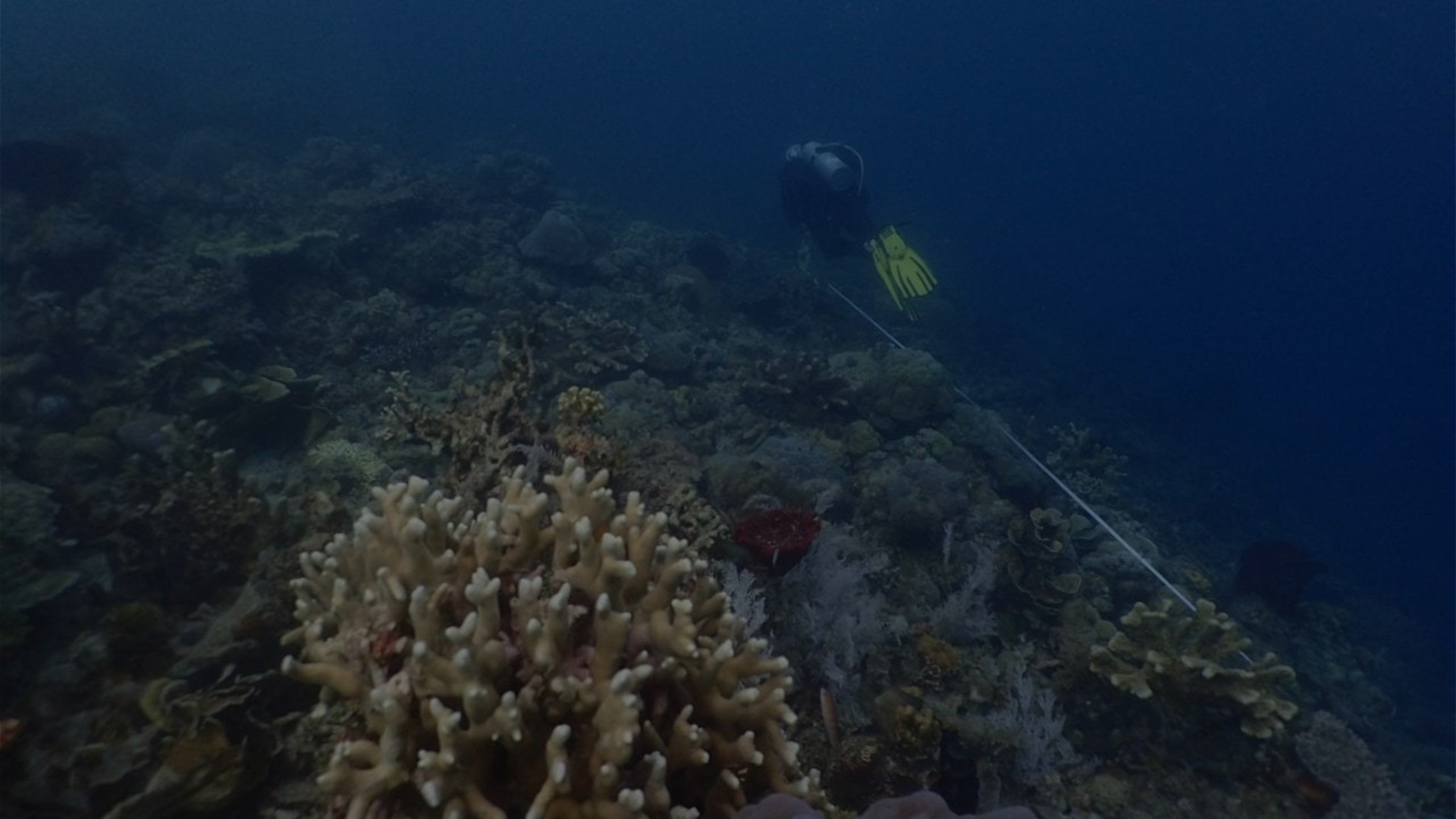 Dive Assessment Services: Underwater Marine Survey