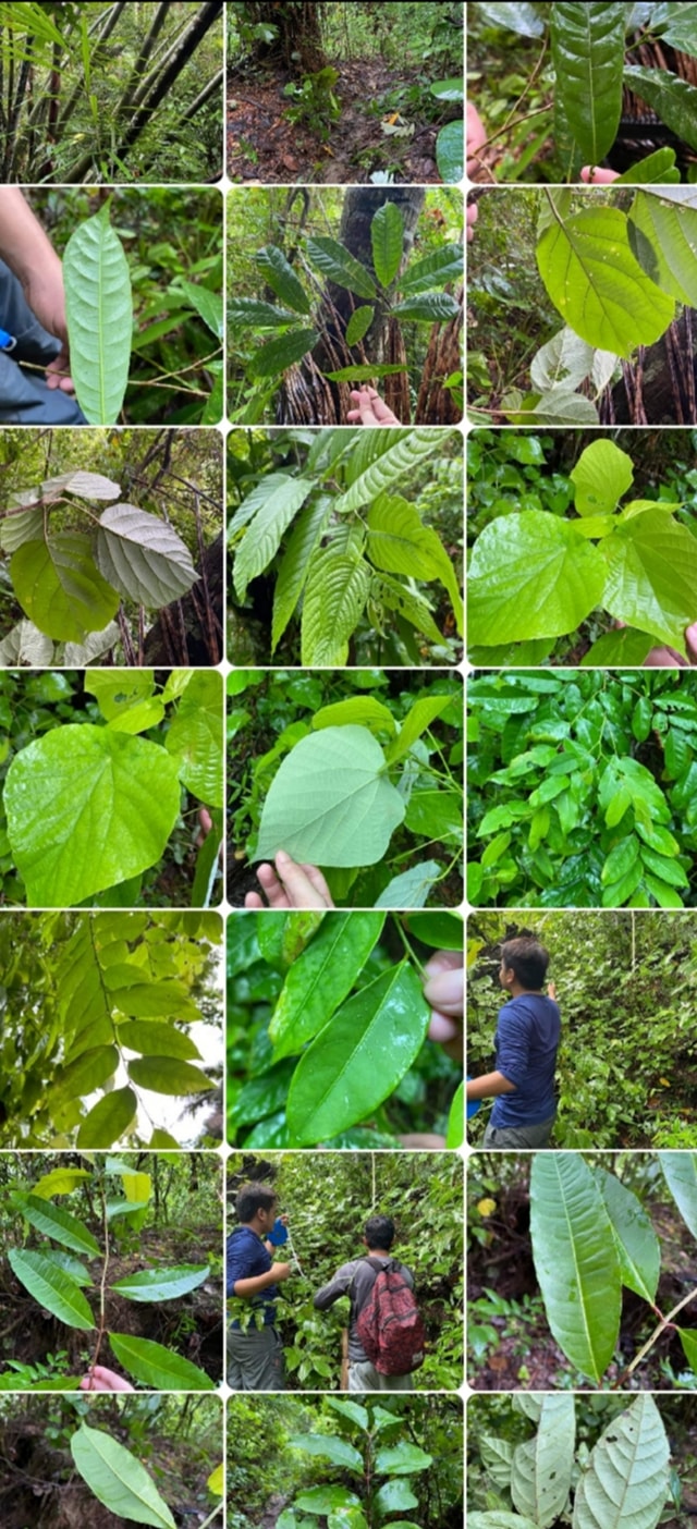 Species Identification by GreenDev